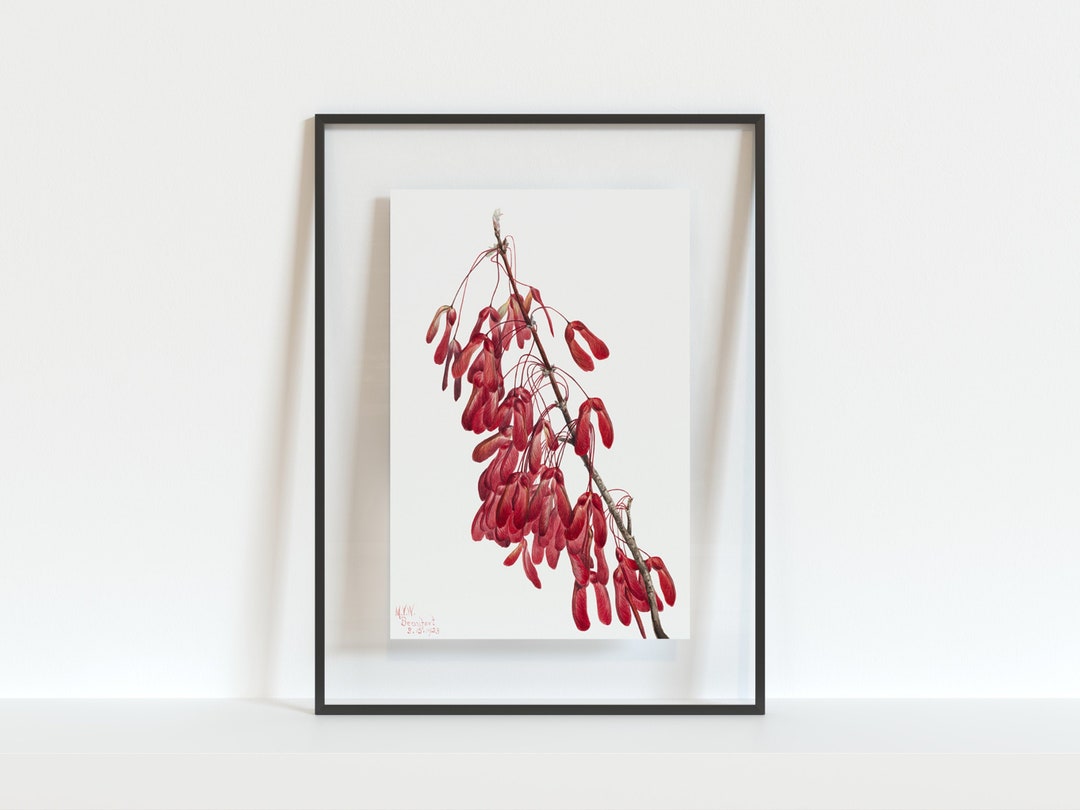 Maple Tree Art Maple Tree Art Print Maple Tree Wall Art Red - Etsy