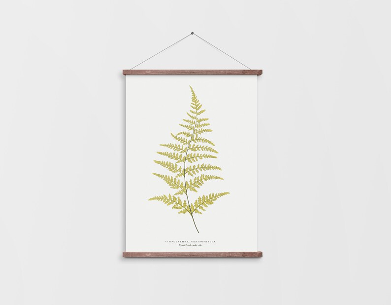 Fern Art Fern Leaf Art Leaf Art Vintage Leaf Art Botanical - Etsy UK