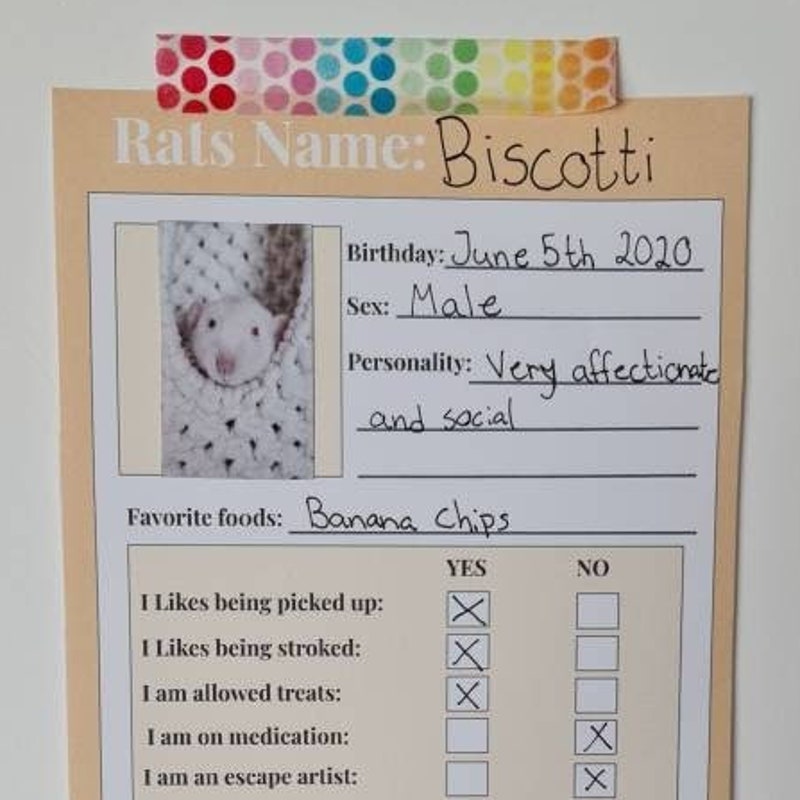 Lilratlordsshop - Etsy