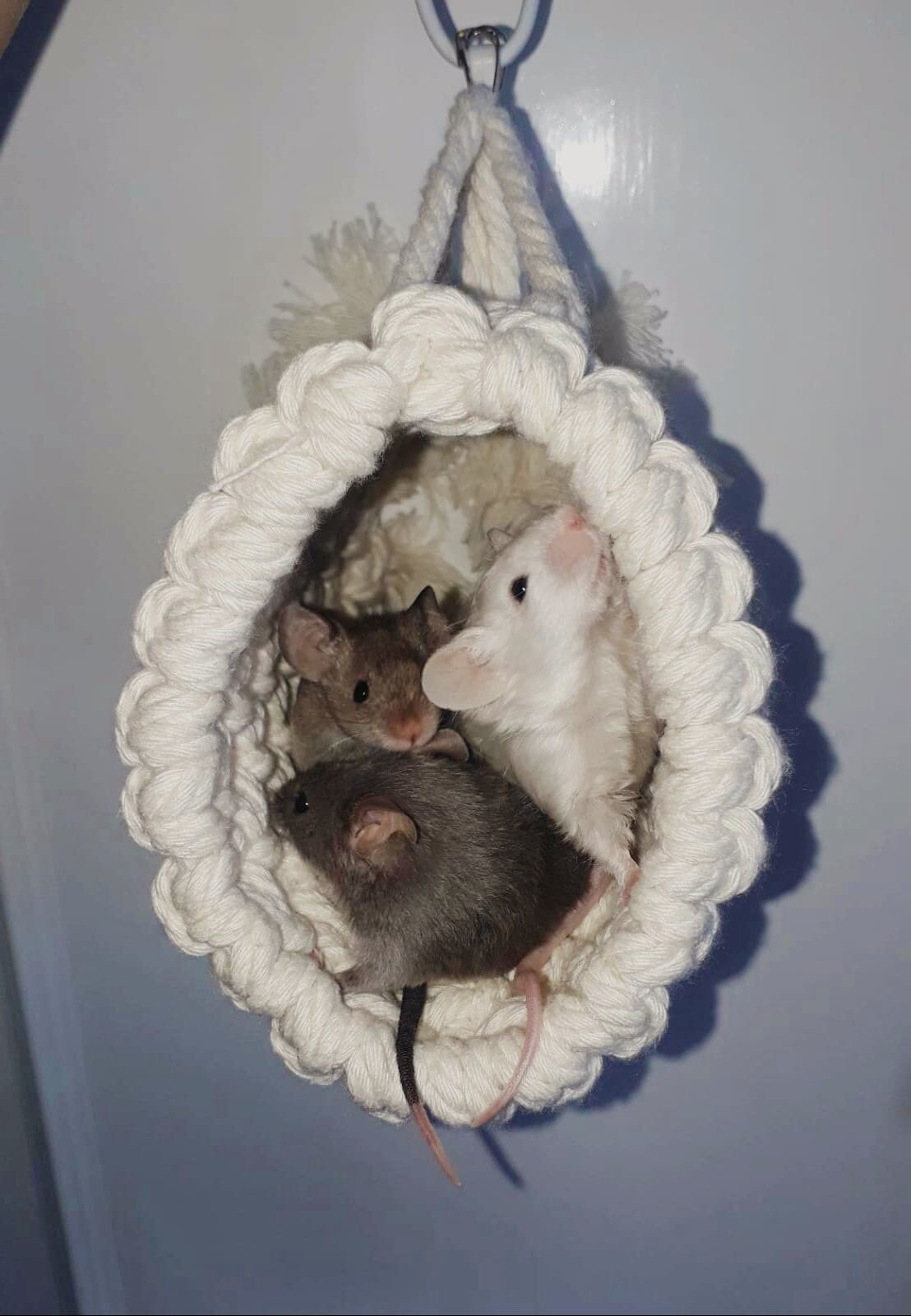 Mouse Tunnel Macrame Tunnel Hamster Tunnel - Etsy Canada