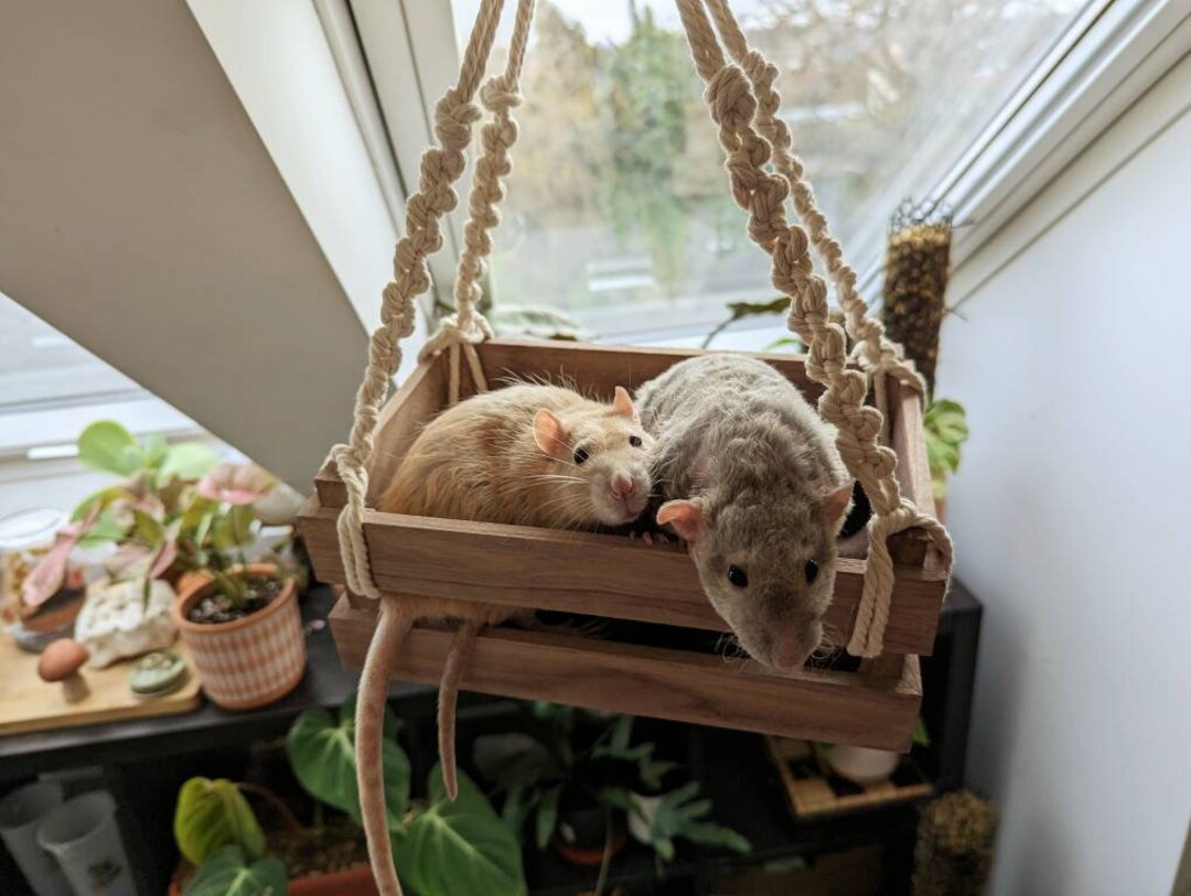 Rat Crate Bed - Etsy