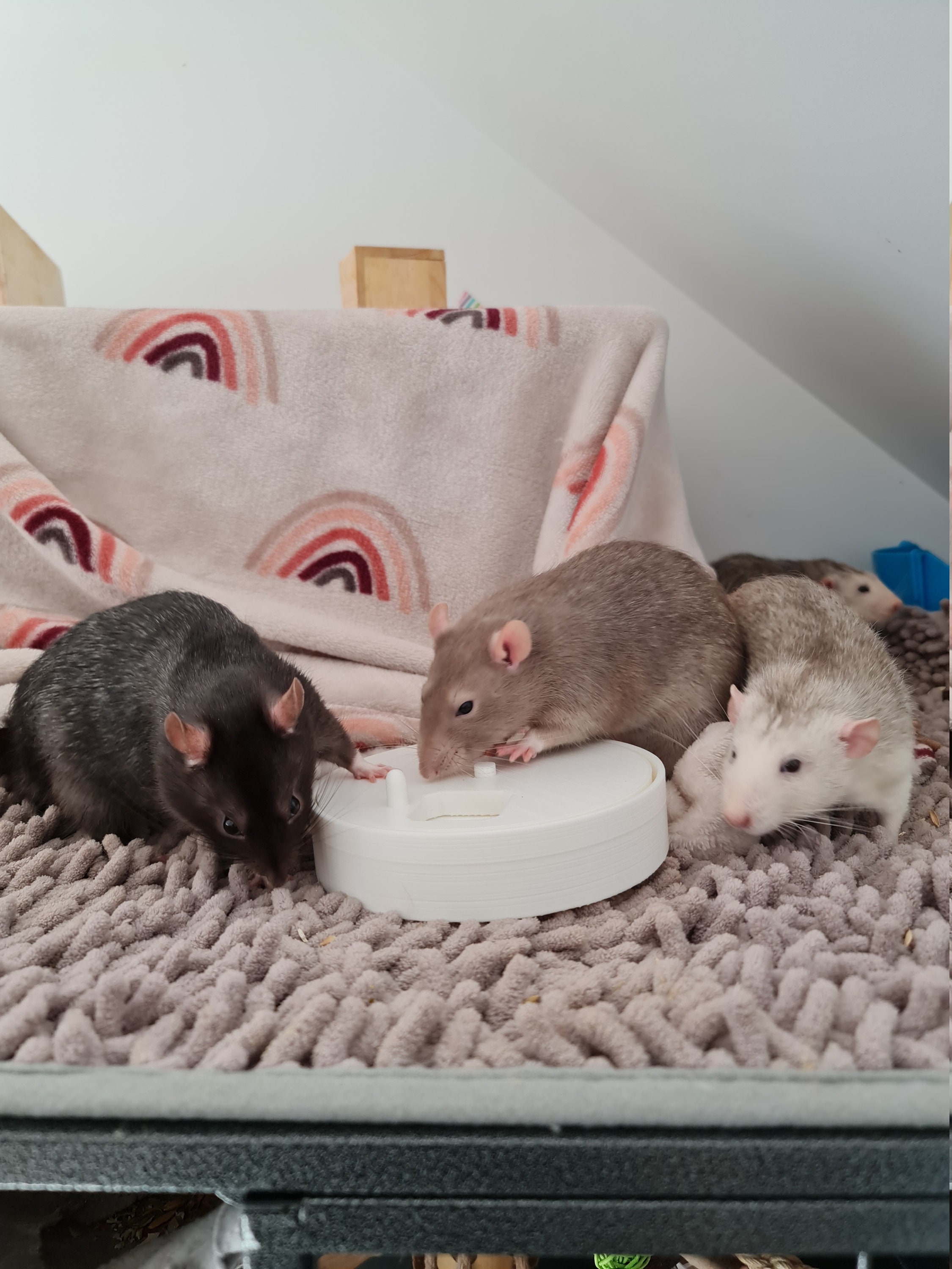 Rat Toy Rotating Foraging Puzzle | Etsy UK