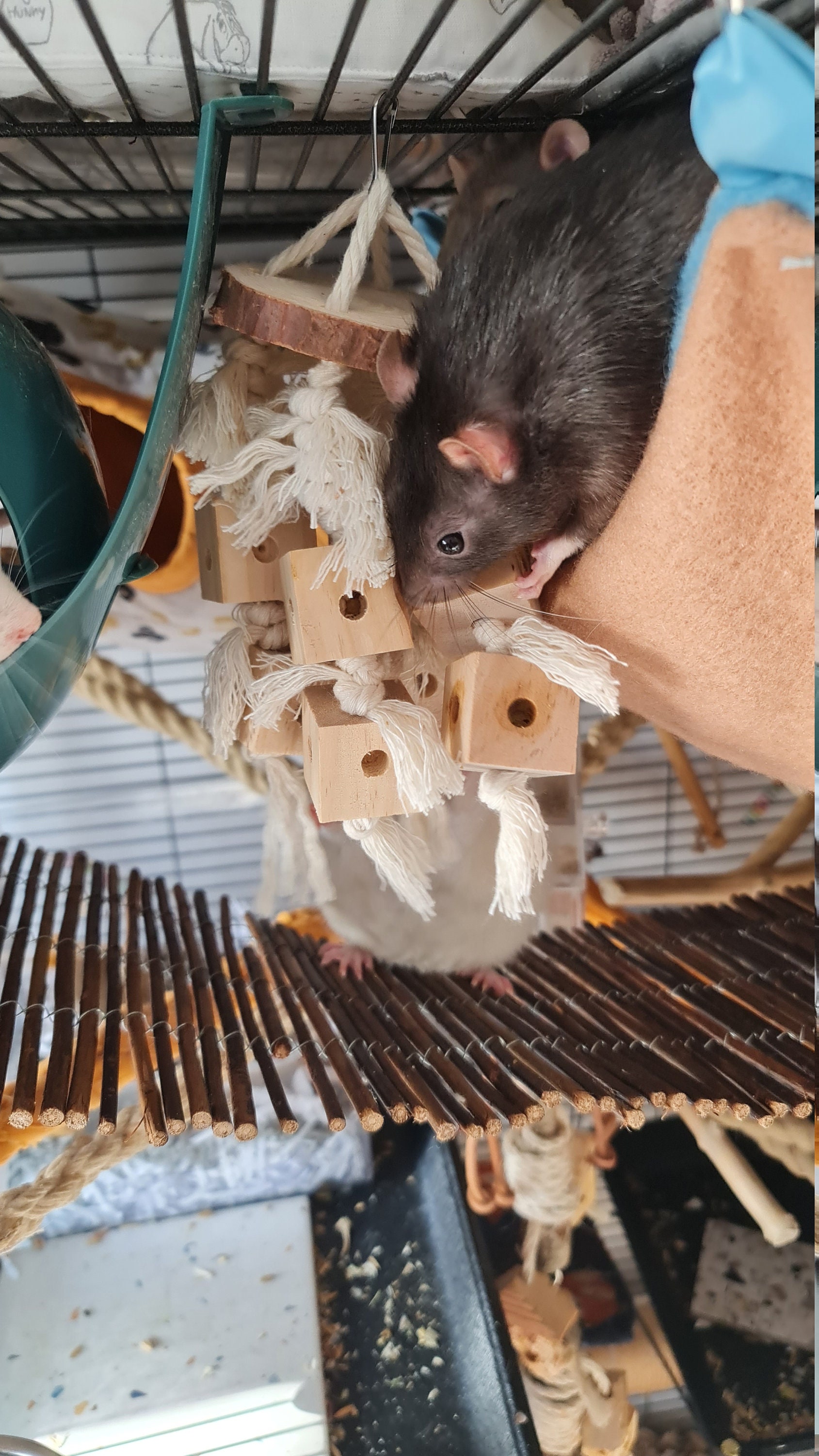 Rat Chew Toy Boredom Breaker Cubes | Etsy