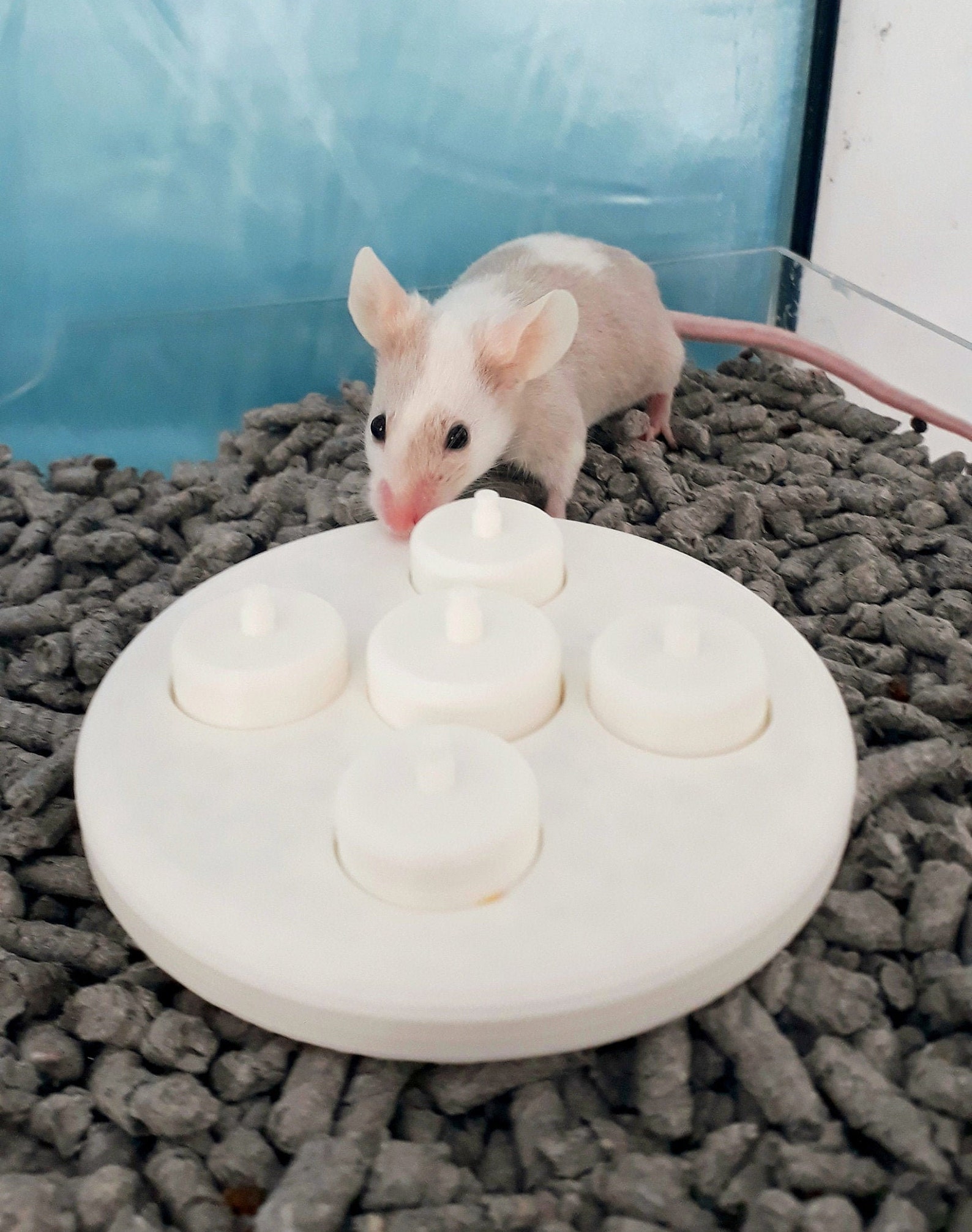 Mouse Puzzle Cup Toy Foraging Toy for Mice - Etsy UK