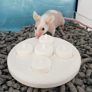Mouse Puzzle Cup Toy, Foraging Toy for Mice - Etsy UK