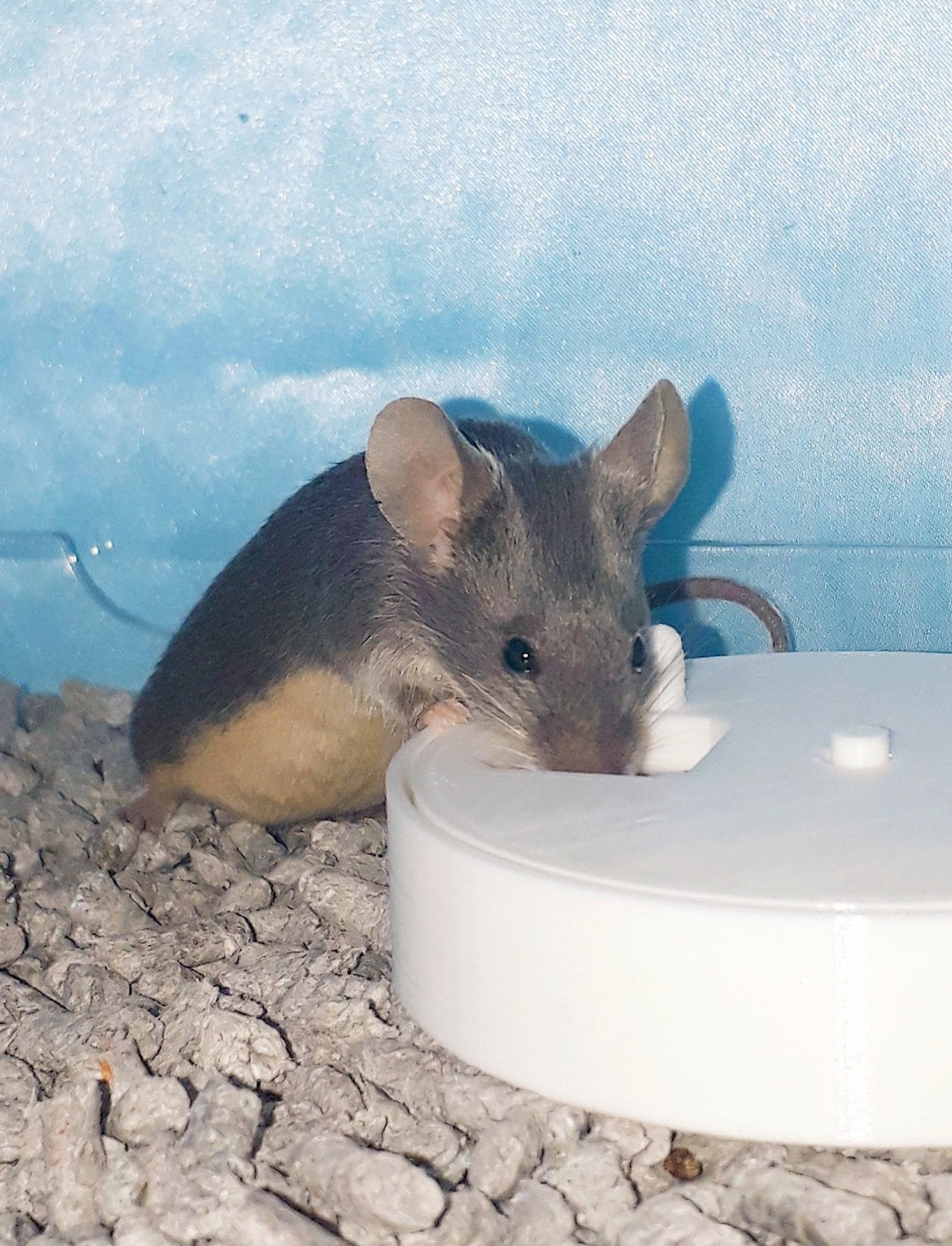 Mouse Toy, Rotating Foraging Puzzle - Etsy