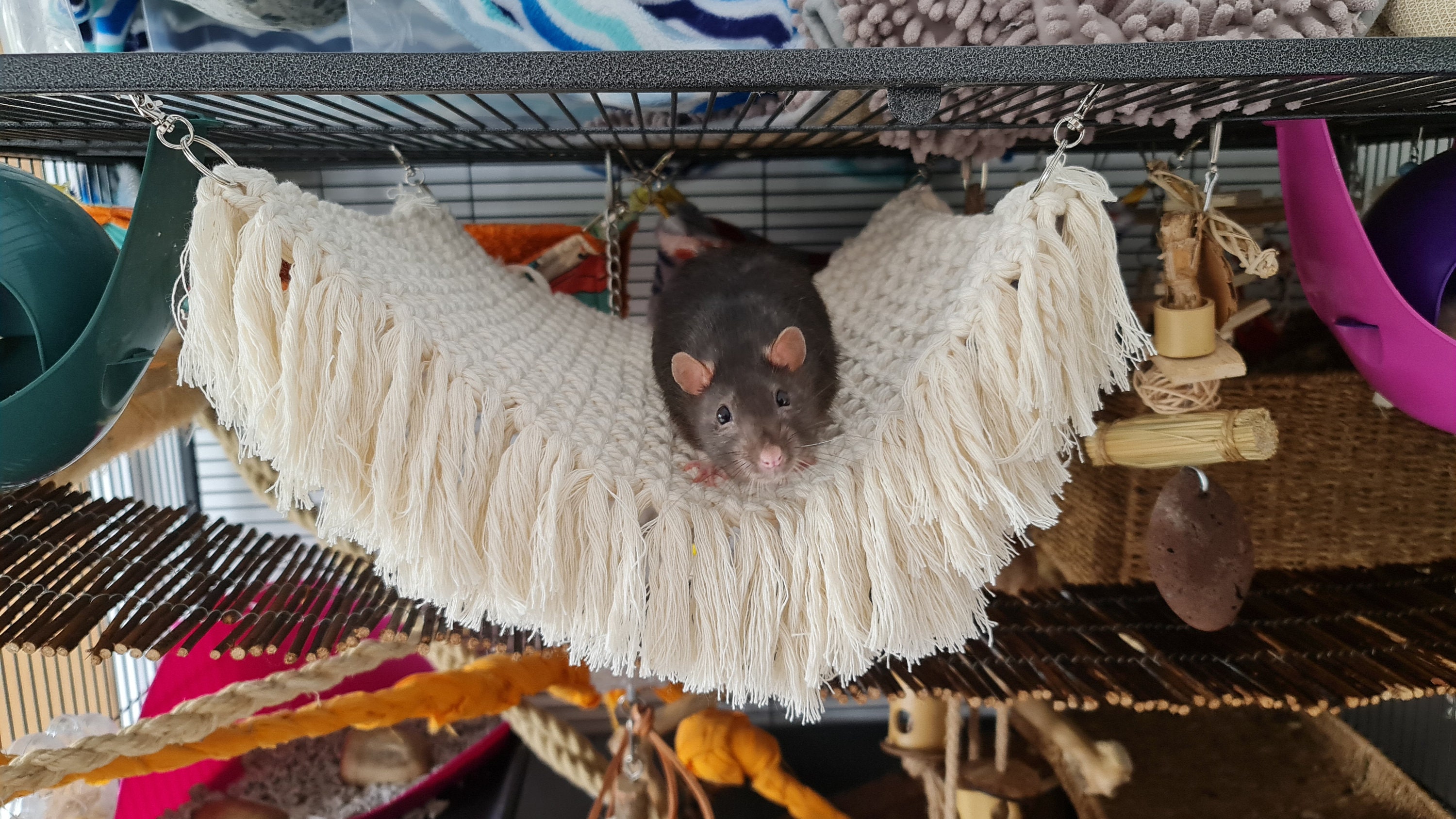 Rat Hammock Macrame Hammock Rat Hammock Set | Etsy UK