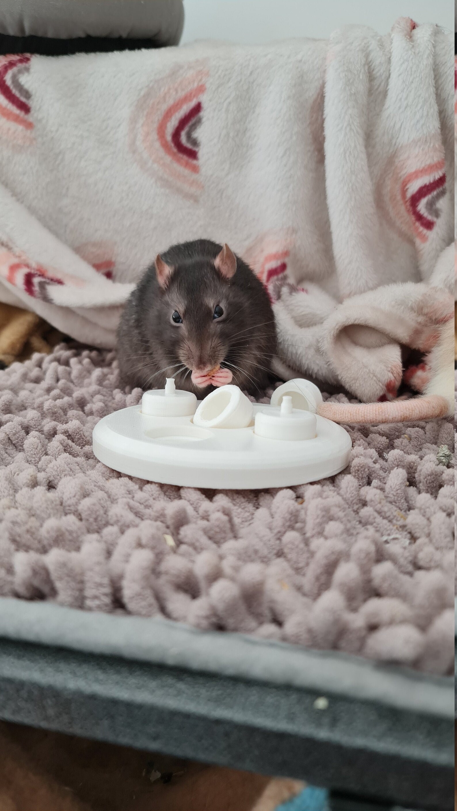 rat-puzzle-cup-toy-foraging-toy-for-rats-etsy