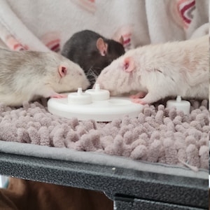 Rat Puzzle Cup Toy, Foraging Toy for Rats - Etsy
