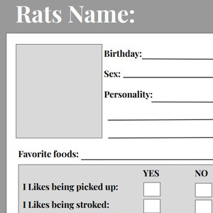 Rat Character Sheet, 5 Different Colors - Etsy