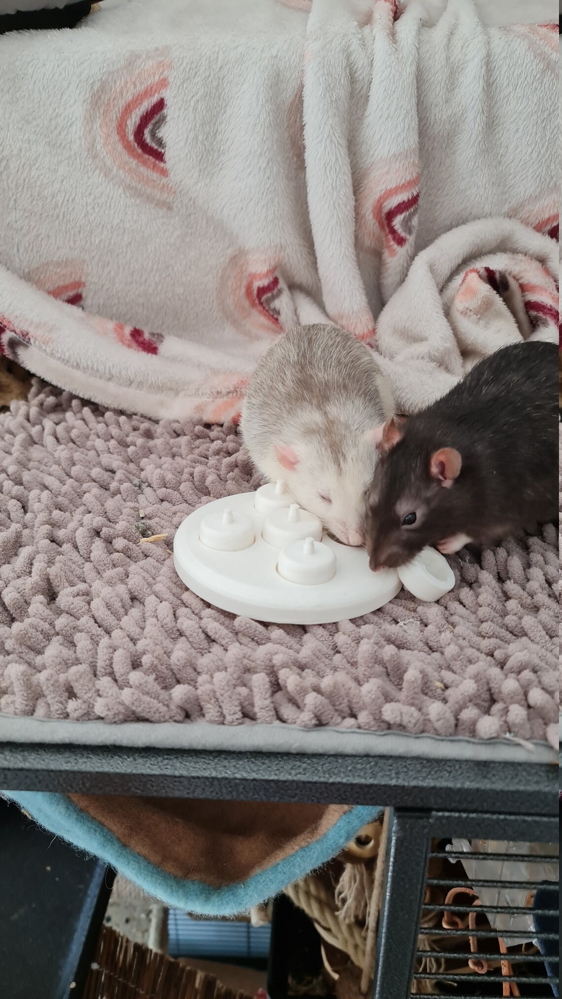 Rat puzzle cup toy foraging toy for rats | Etsy