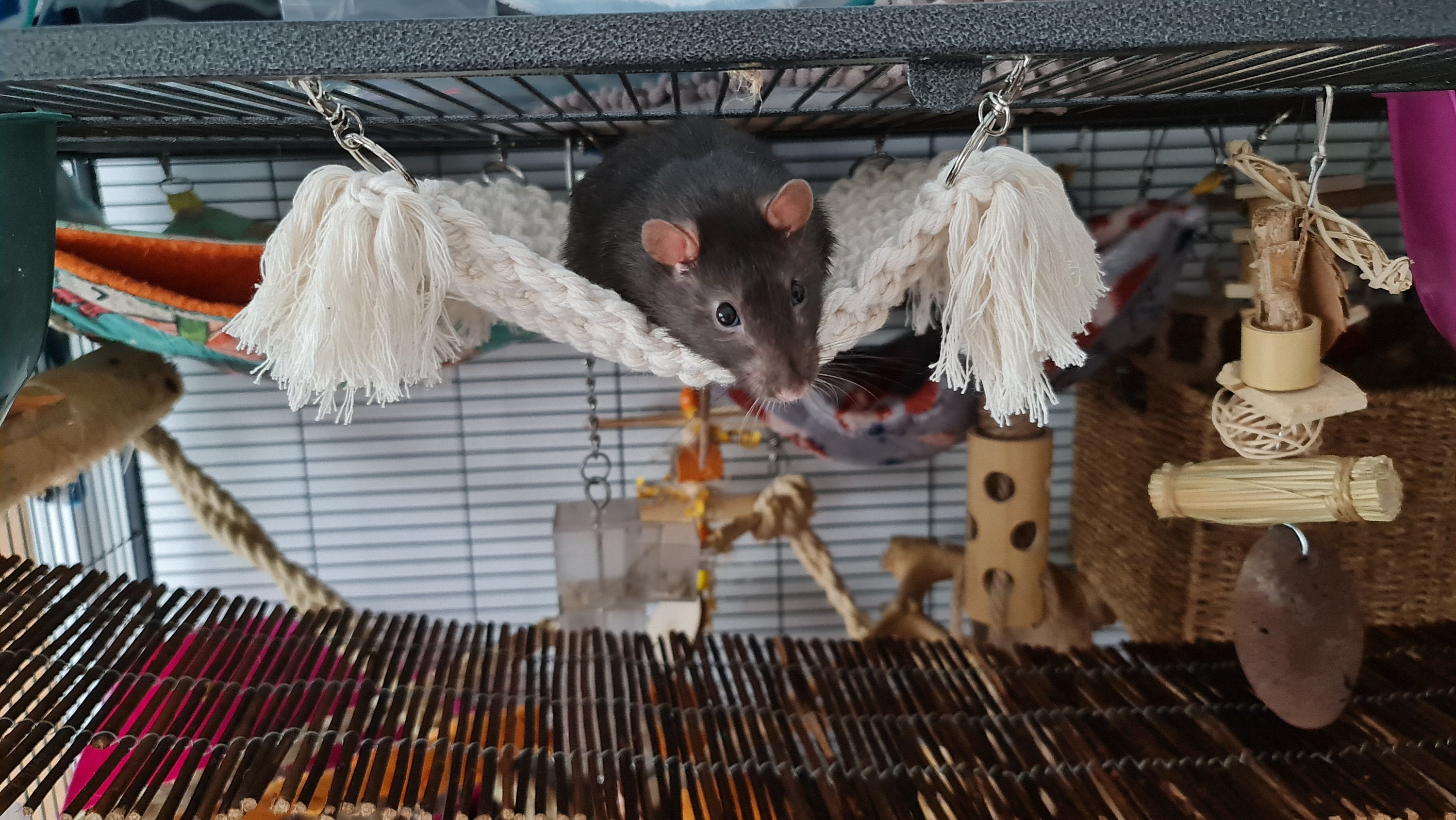 Rat Hammock Macrame Hammock Rat Hammock Set - Etsy UK