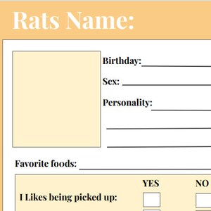 Rat Character Sheet, 5 Different Colors - Etsy
