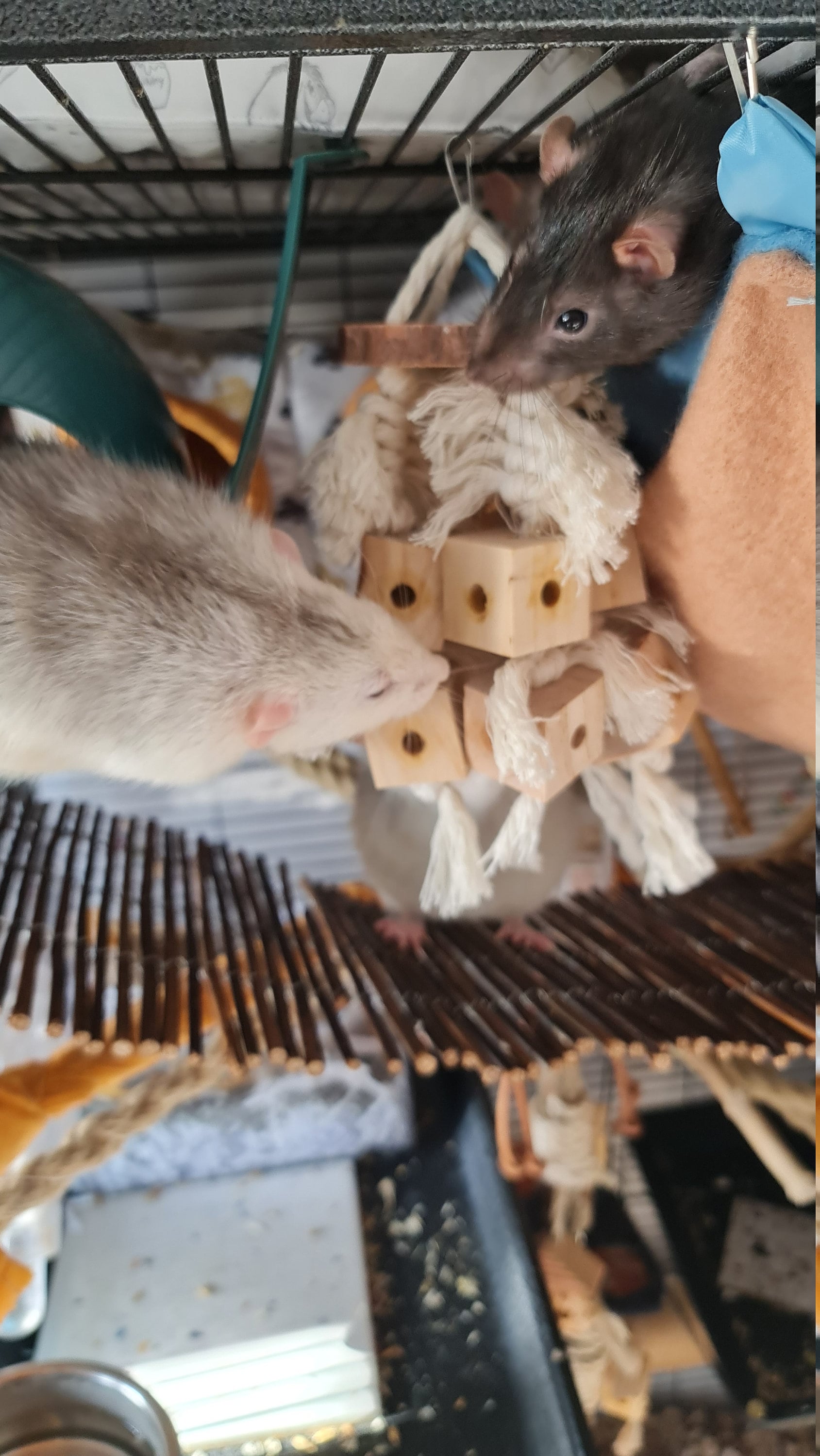 Rat Chew Toy Boredom Breaker Cubes | Etsy