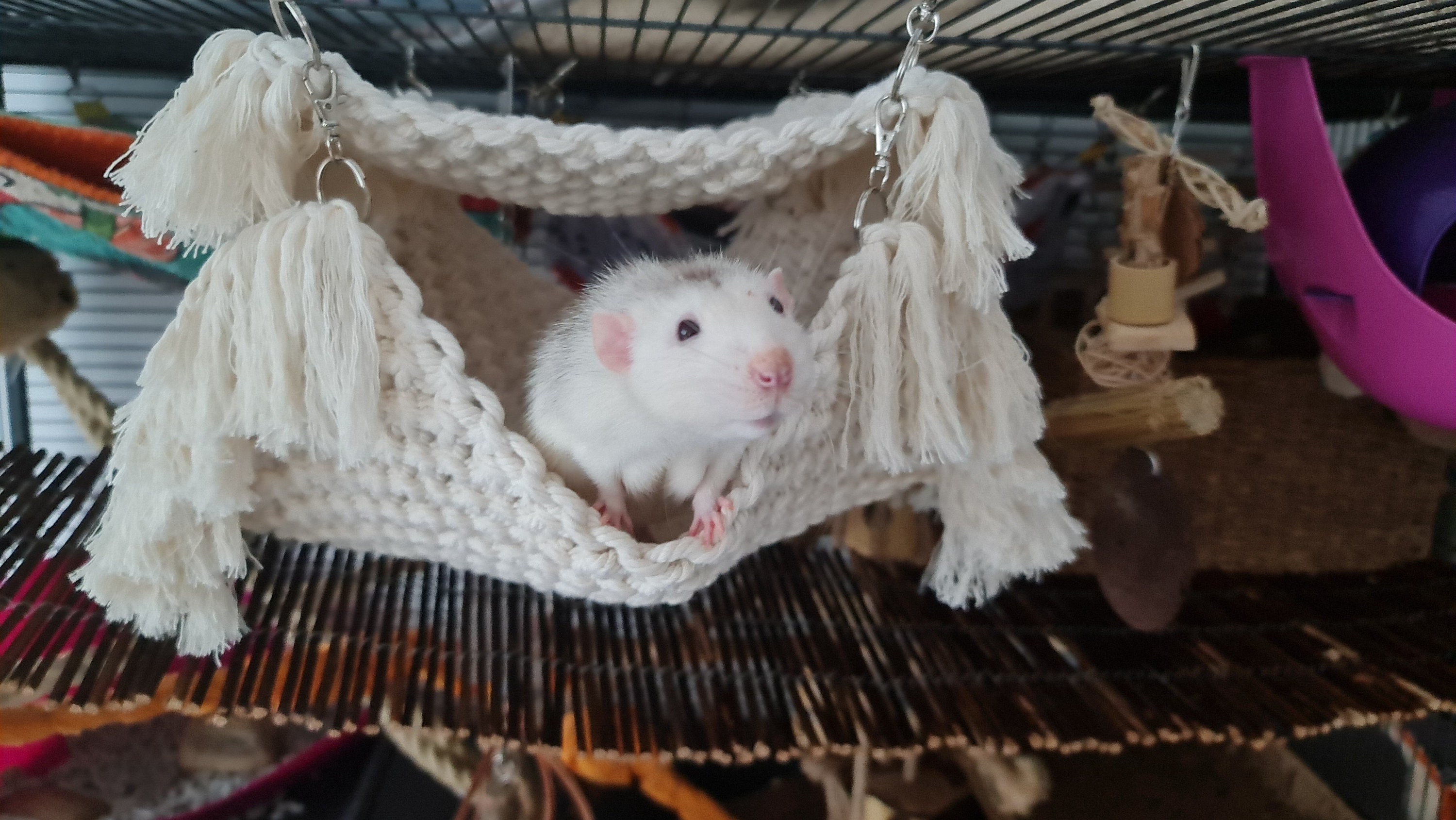 Rat Hammock Macrame Hammock Rat Hammock Set - Etsy UK