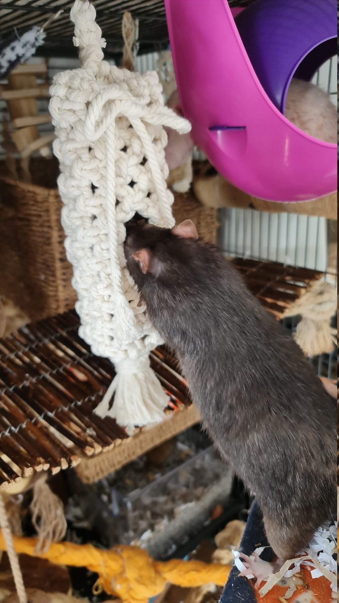 Rat Macrame Treat Pouch Foraging Toy Etsy Canada
