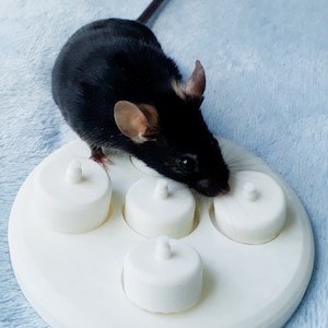 Mouse Puzzle Cup Toy, Foraging Toy for Mice - Etsy UK