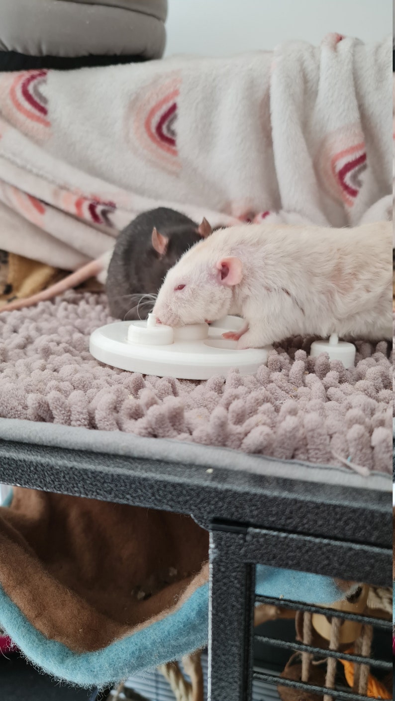 Rat Puzzle Cup Toy, Foraging Toy for Rats - Etsy
