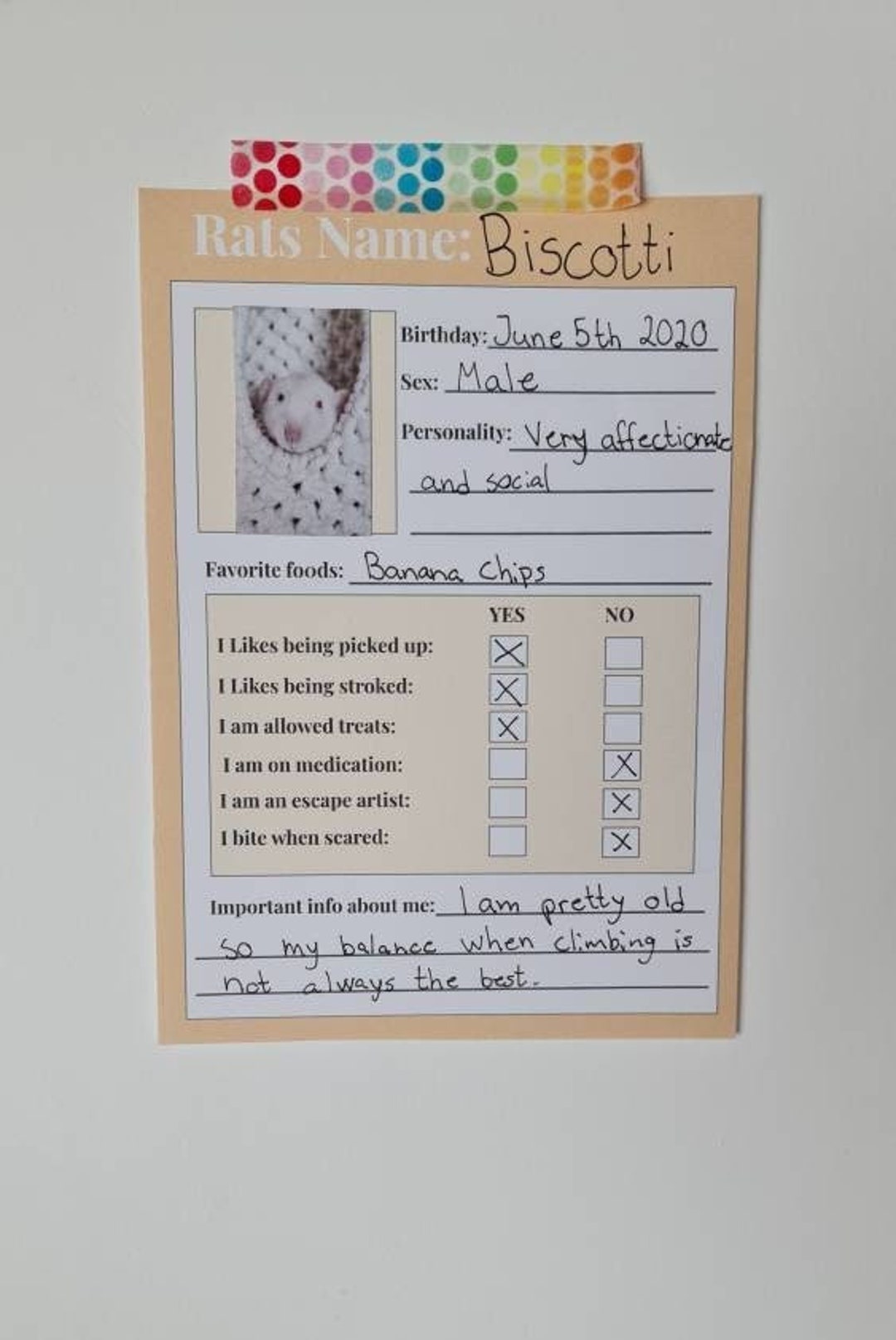 Rat Character Sheet, 5 Different Colors - Etsy