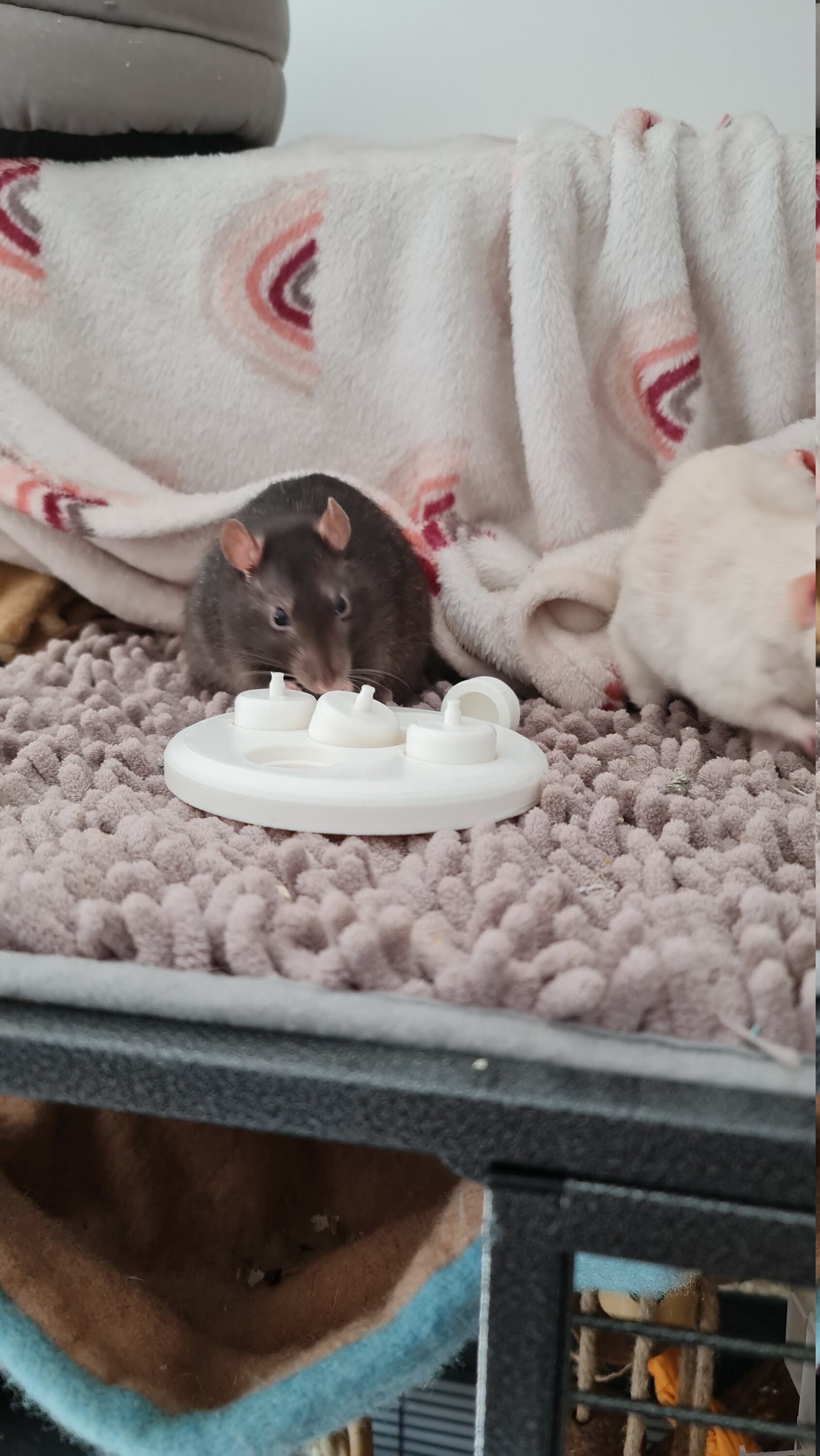 Rat Puzzle Cup Toy, Foraging Toy for Rats - Etsy