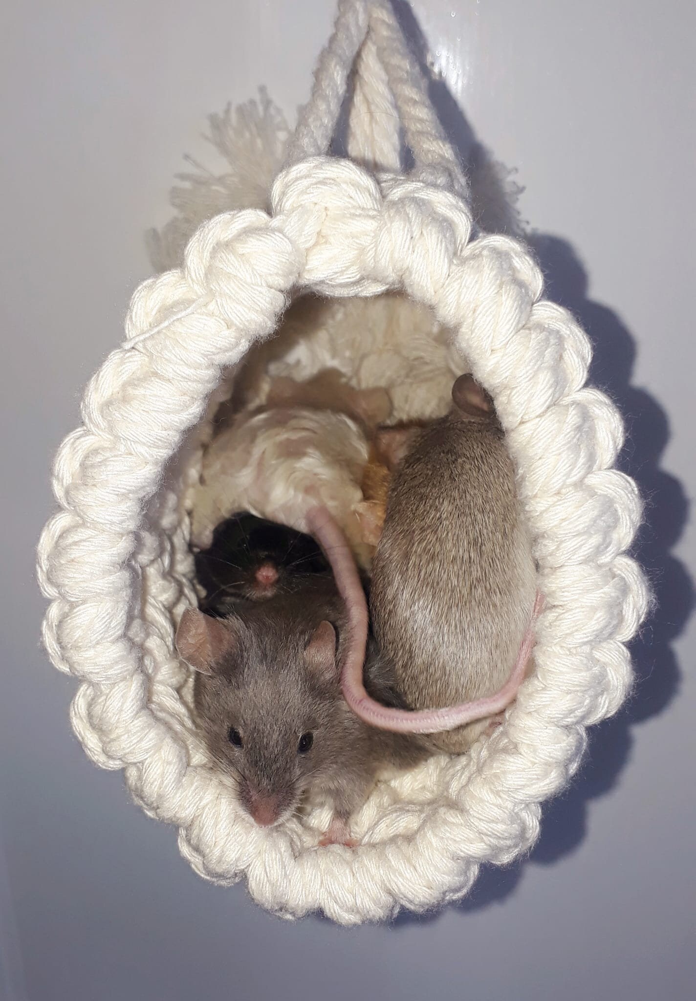Mouse Tunnel Macrame Tunnel Hamster Tunnel - Etsy Canada