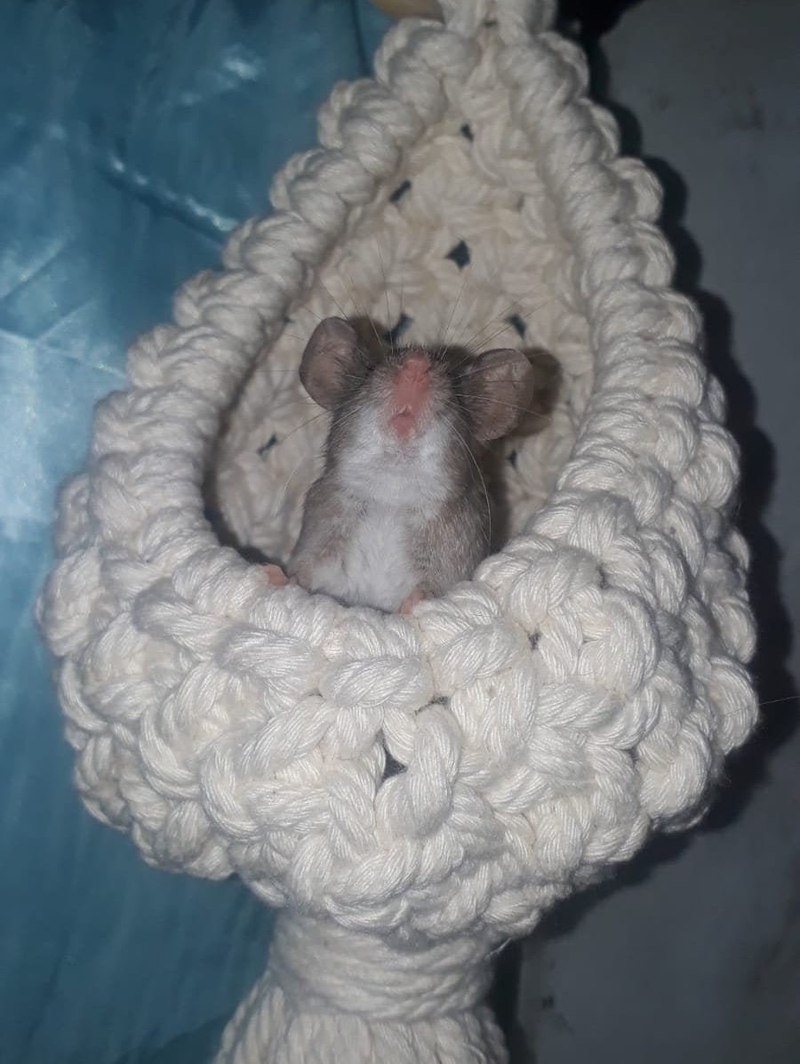 Hanging Mouse Nesting Pod Macrame Pod - Etsy UK