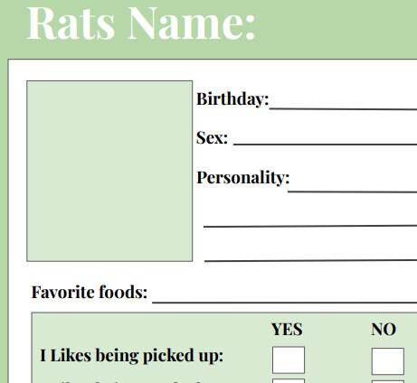 Rat Character Sheet 5 Different Colors - Etsy