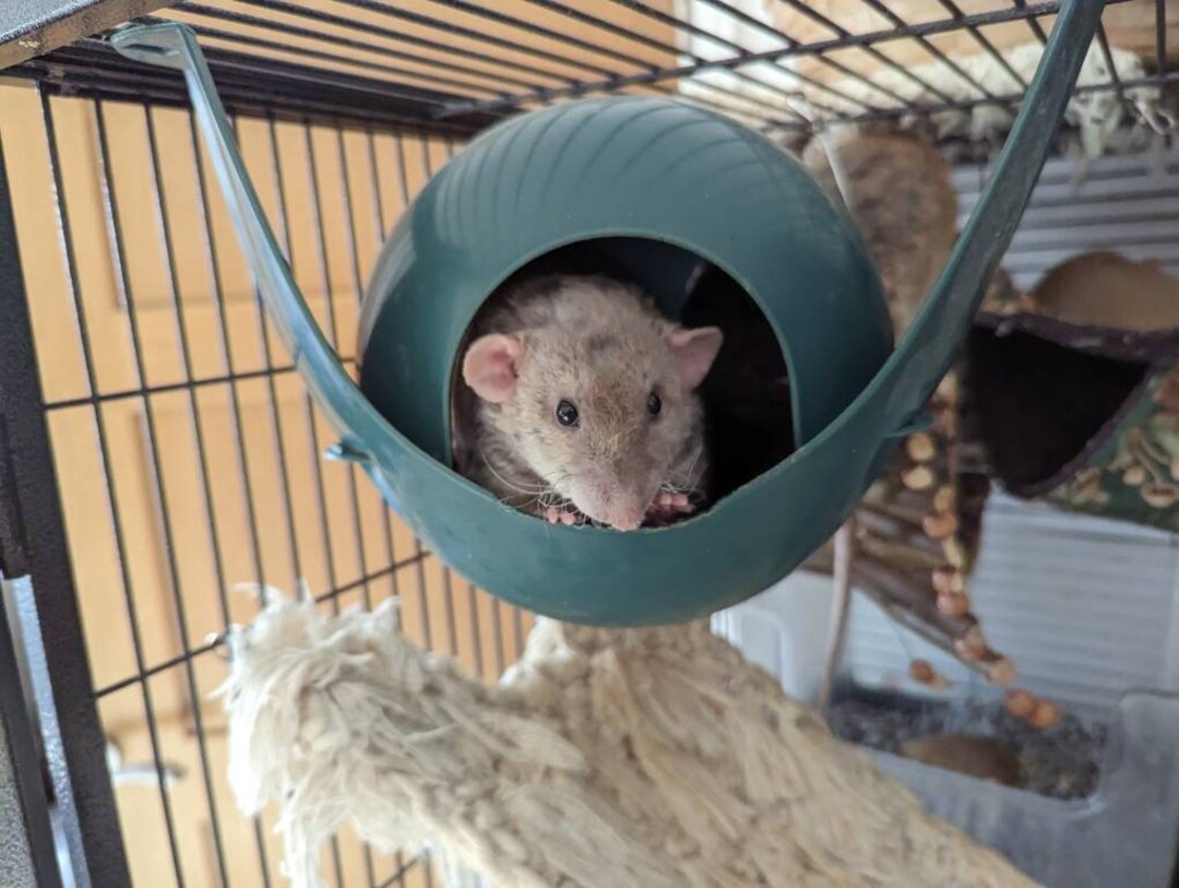 Rat Sputnik Pillows - Etsy UK