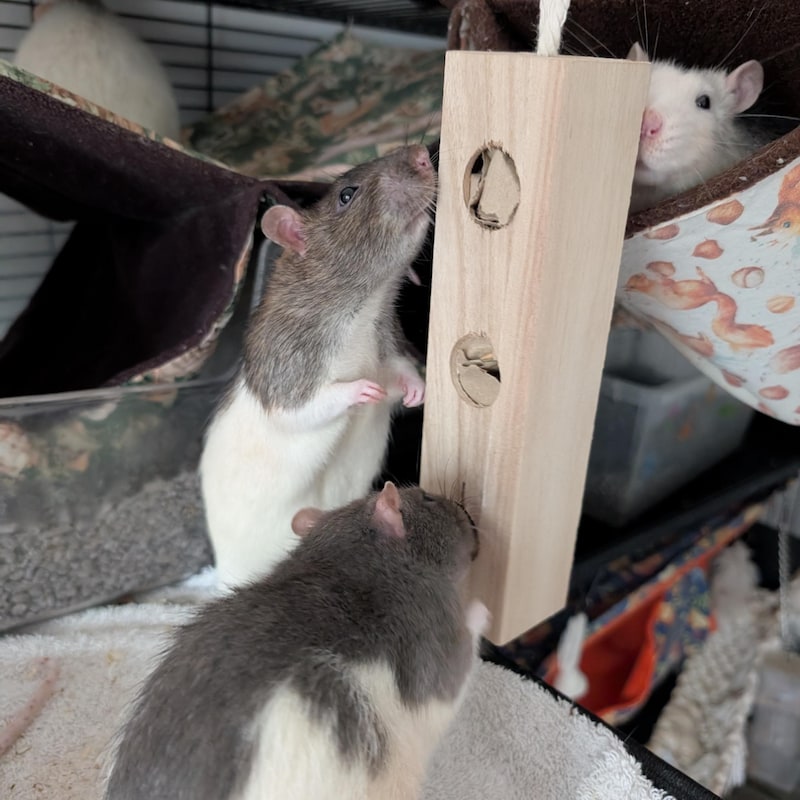 Lilratlordsshop - Etsy UK