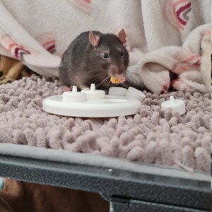 Rat Puzzle Cup Toy, Foraging Toy for Rats - Etsy