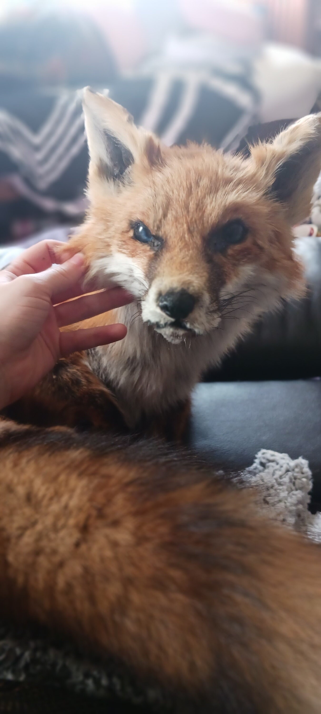 Custom Soft Mount Taxidermy - Etsy