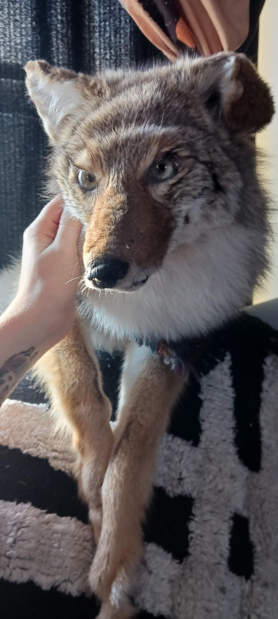 Custom Soft Mount Taxidermy - Etsy