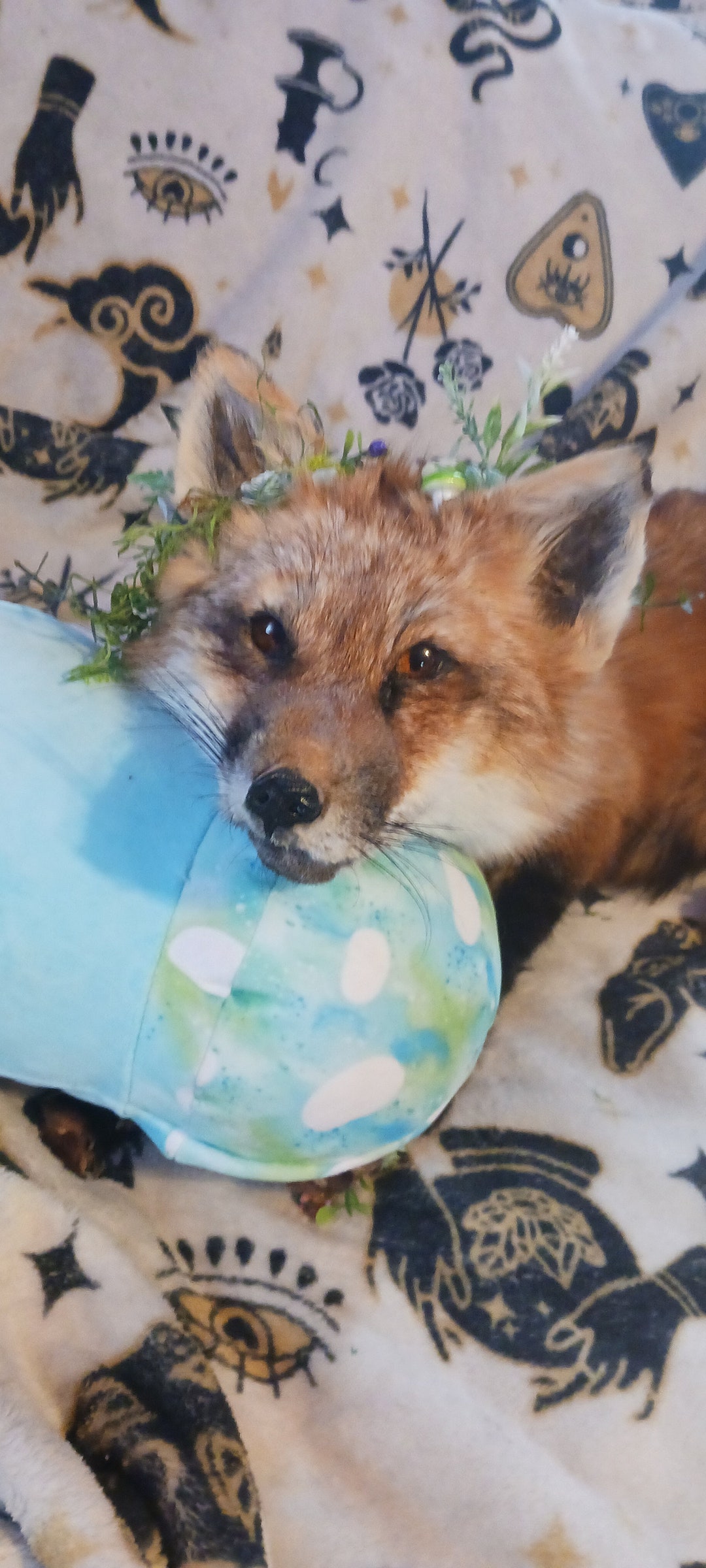 Custom Soft Mount Taxidermy - Etsy