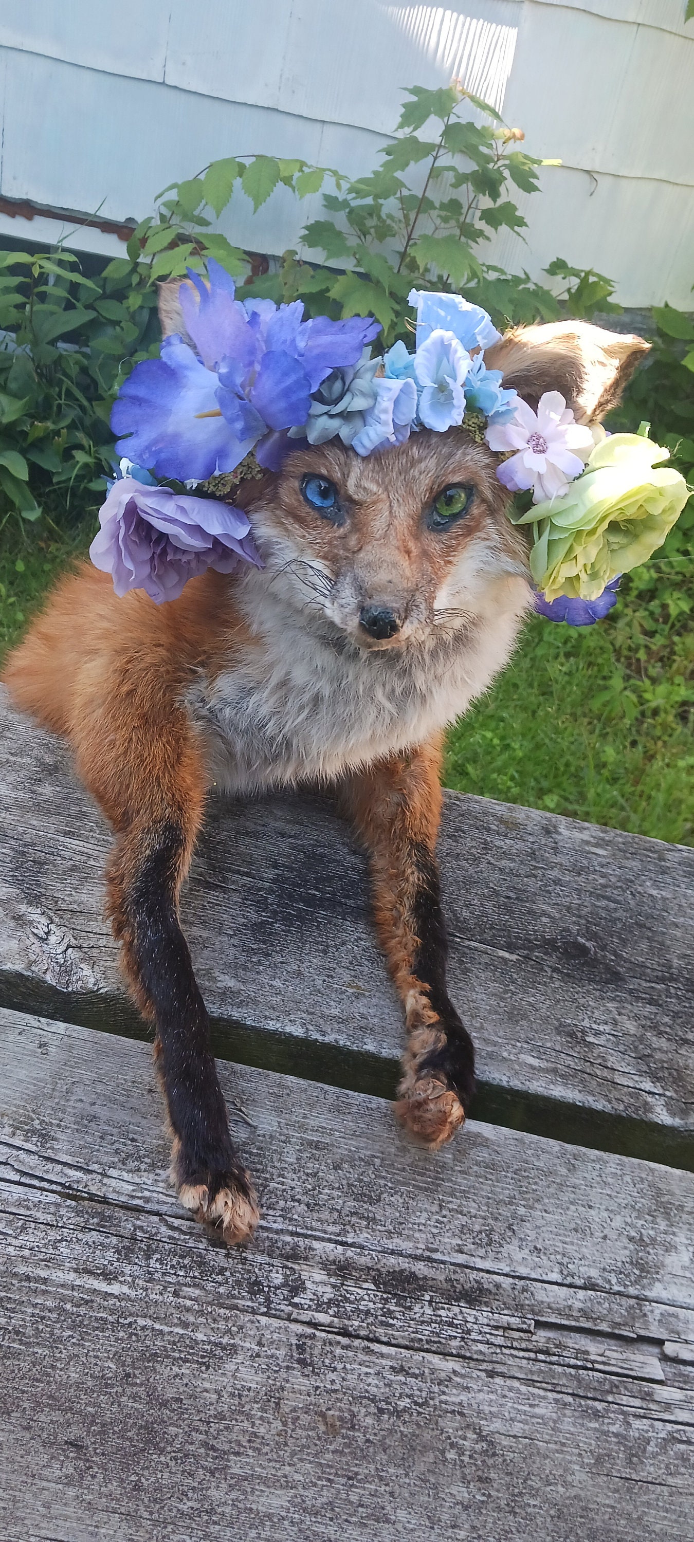 Custom Soft Mount Taxidermy - Etsy