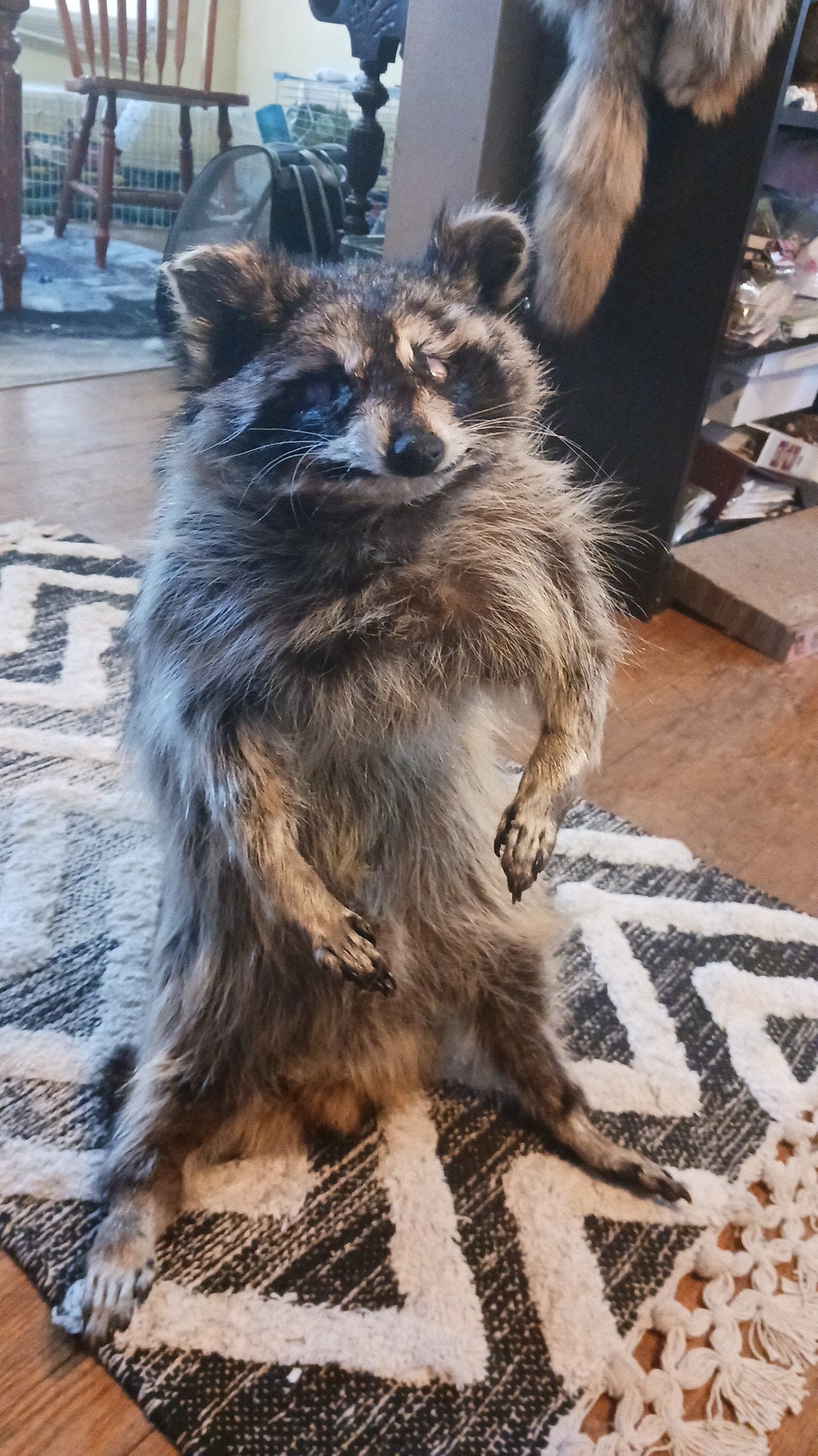 Softmount Raccoon Taxidermy amateur ON HOLD - Etsy