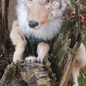 Custom Soft Mount Taxidermy - Etsy