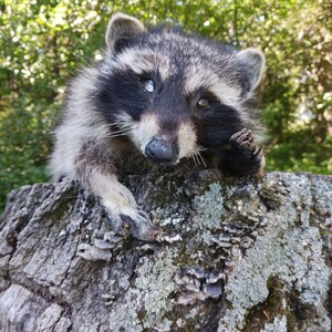 Custom Soft Mount Taxidermy - Etsy