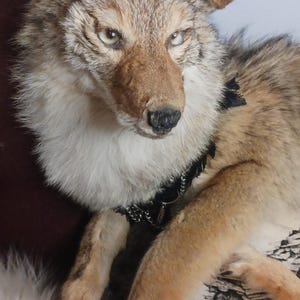 Custom Soft Mount Taxidermy - Etsy