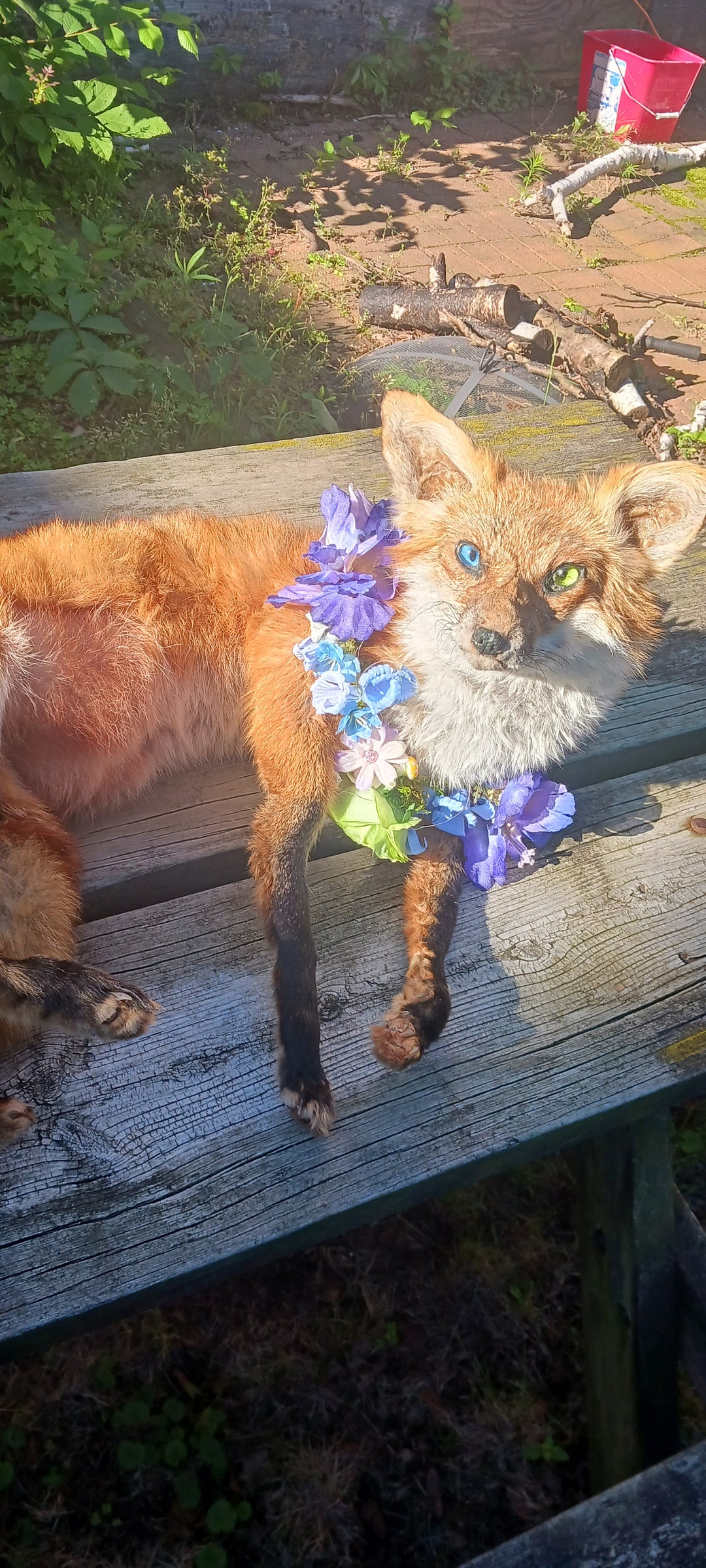 Custom Soft Mount Taxidermy - Etsy