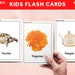 Alphabet "t" Flash Cards - Children's Learning Material - Educational ...