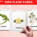 Infant Flashcards - Letter L Flash Cards - Montessori Learning Material ...