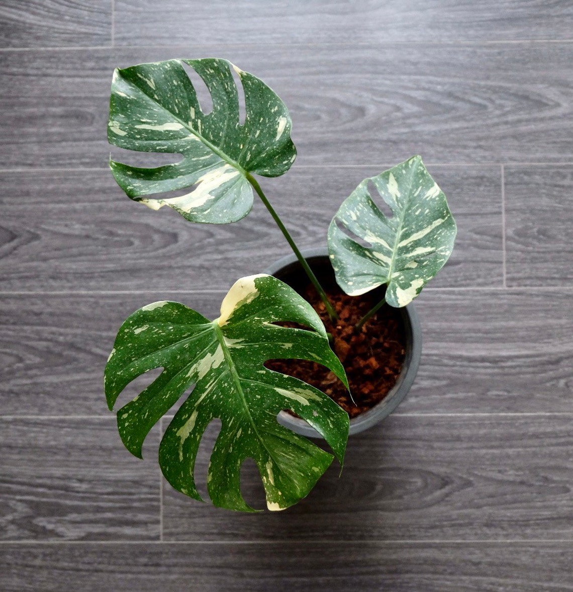 Monstera Thai Constellation Variegated Live Whole Plant Fully Etsy