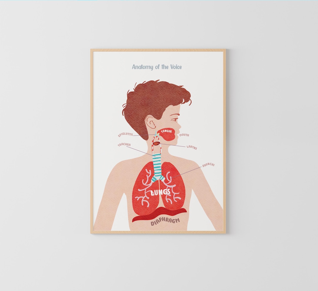 Vocal Anatomy Poster: Singing Voice Guide, Music Classroom (digital ...