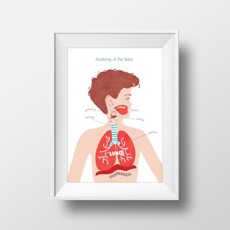 Vocal Anatomy Poster: Singing Voice Guide, Music Classroom (digital ...