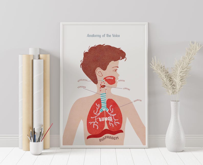 Vocal Anatomy Poster: Singing Voice Guide, Music Classroom (digital ...