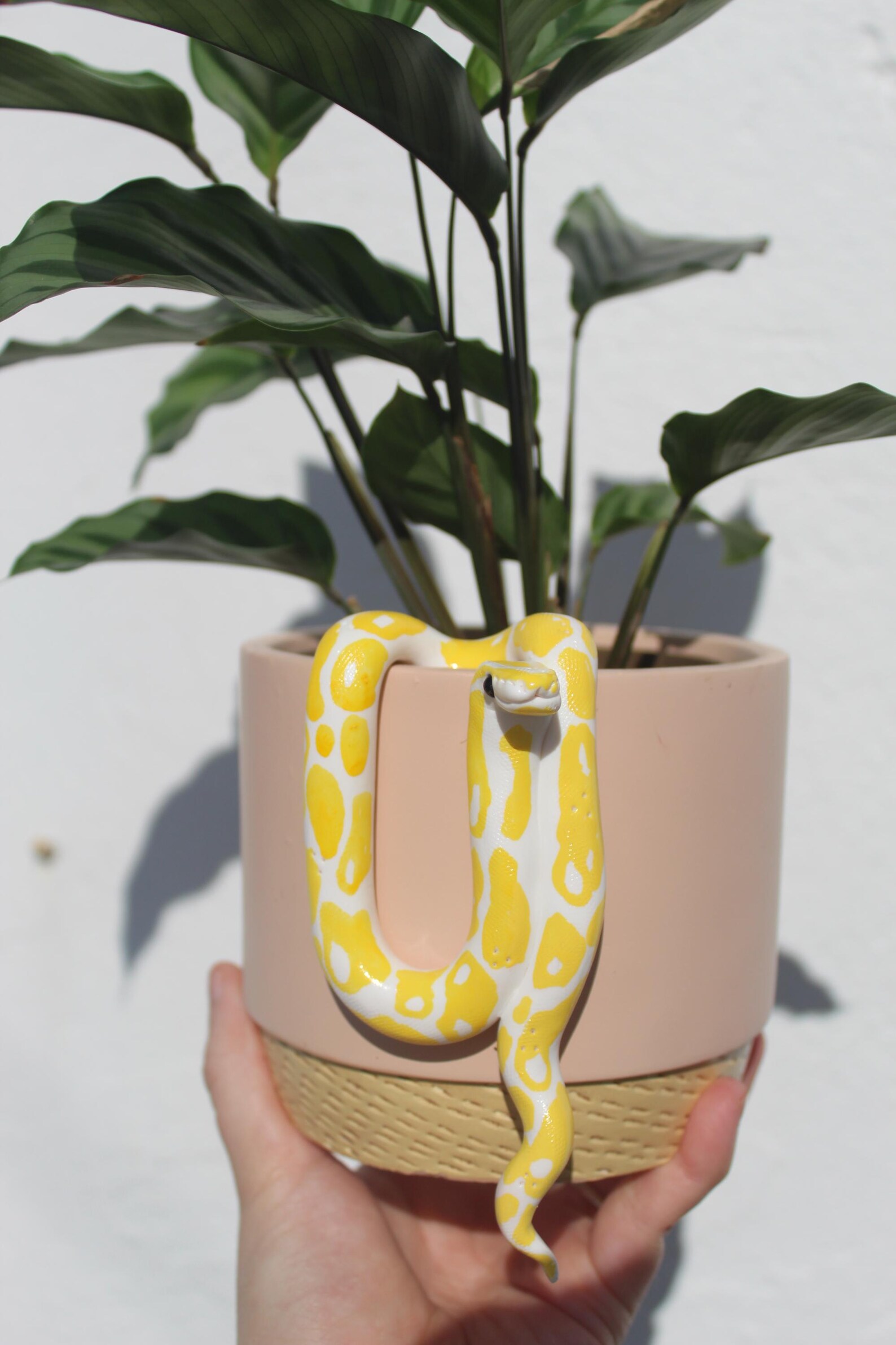 Yellow Morphe Snake Plant Pal Pose 3 - Etsy
