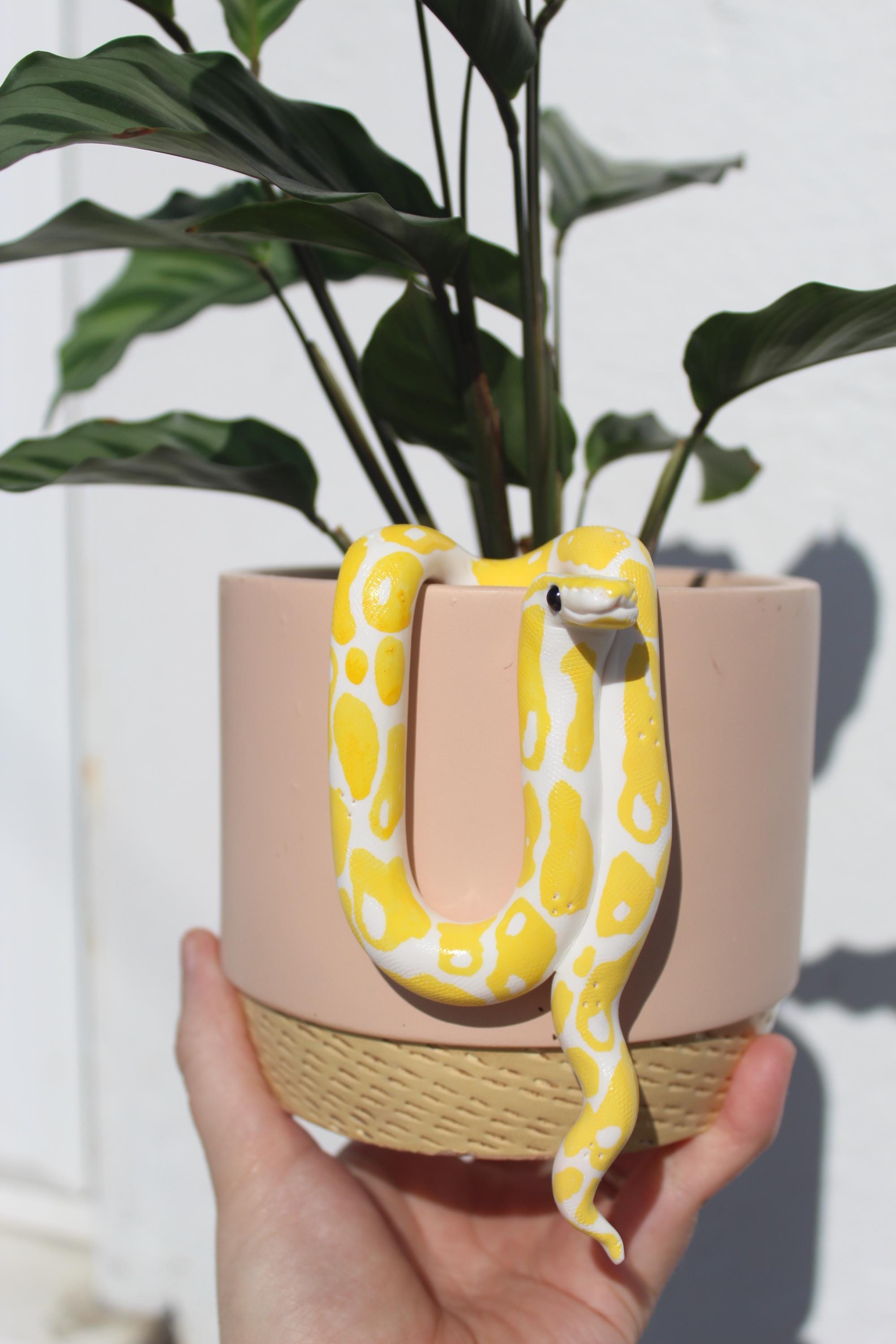 Yellow Morphe Snake Plant Pal Pose 3 - Etsy