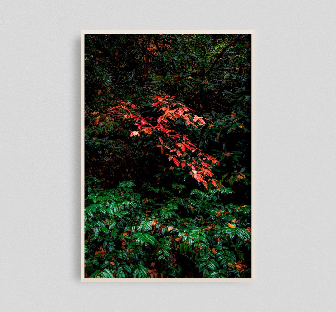 Red Fall Decor, Bright Fall, Red Leaves Print, Nature Leaves Wall Decor ...