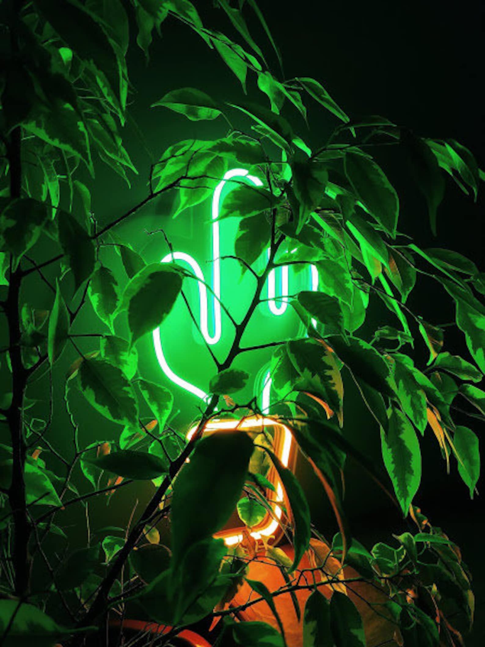 Cactus Neon Sign Cactus Neon Light Neon Light Cactus Led - Etsy