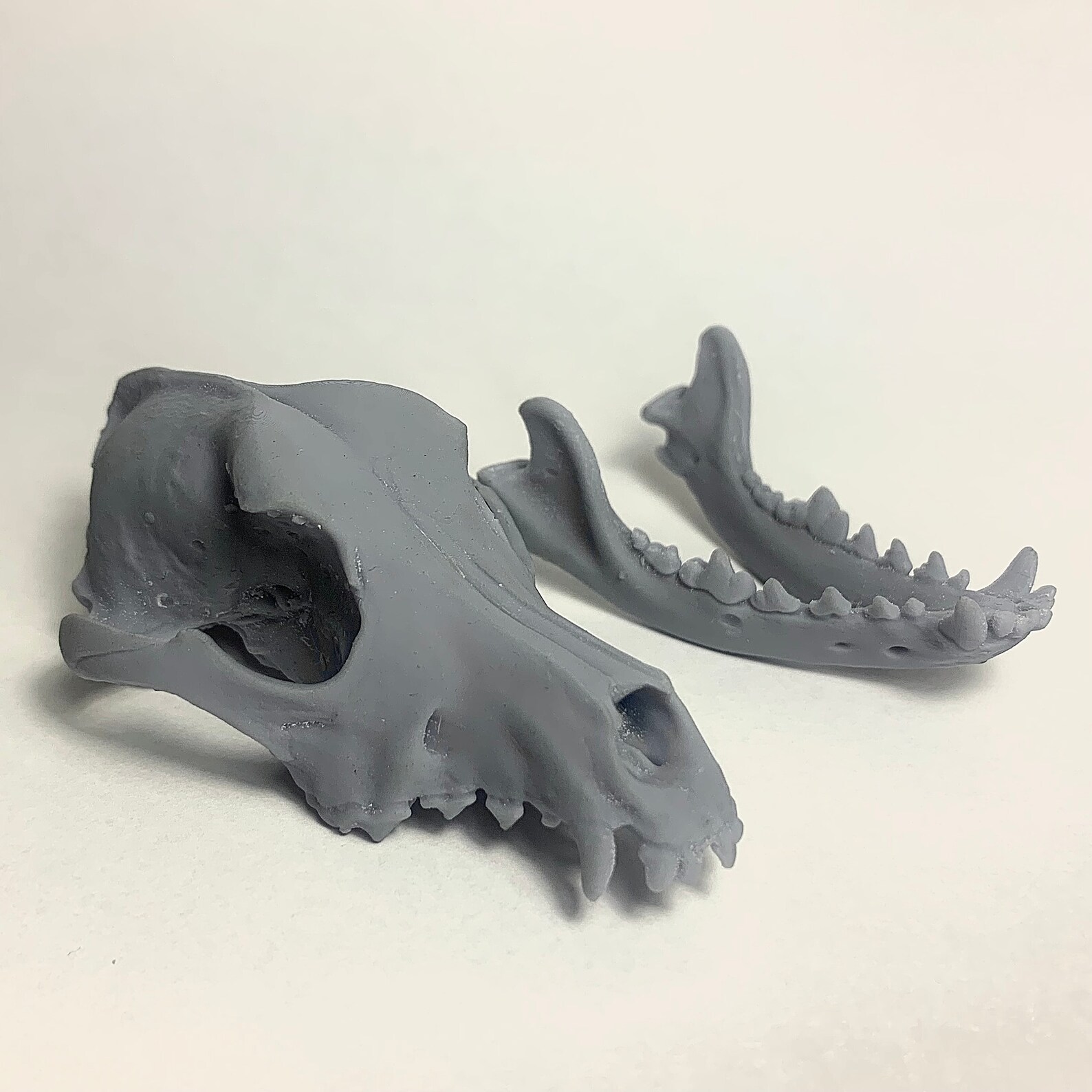 Dog Skull Model Anatomically Correct Animal Skull Gift / | Etsy